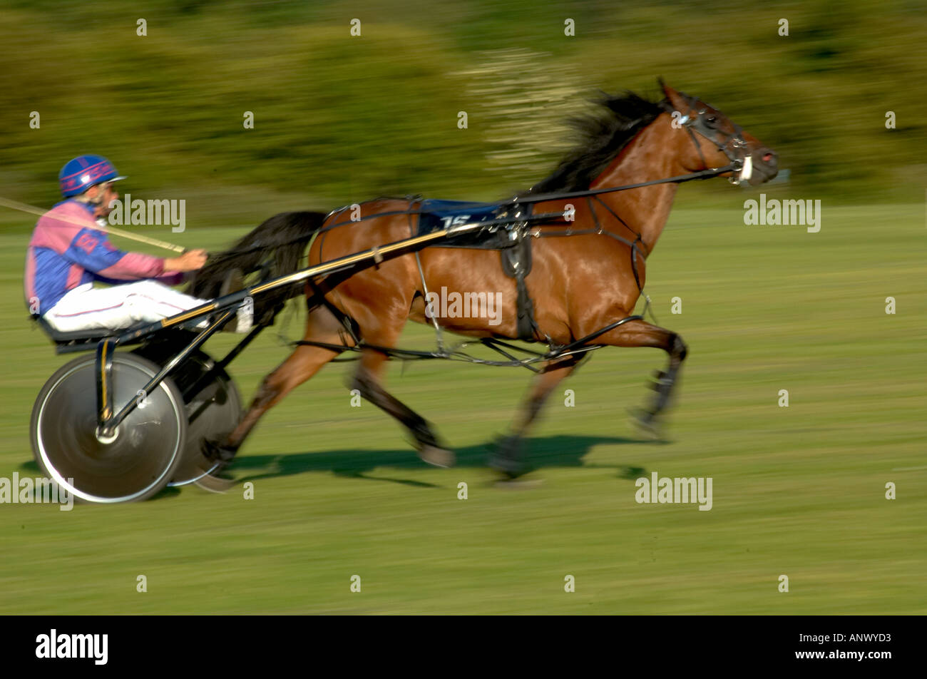 Animals of the ely kingdom hi-res stock photography and images - Alamy