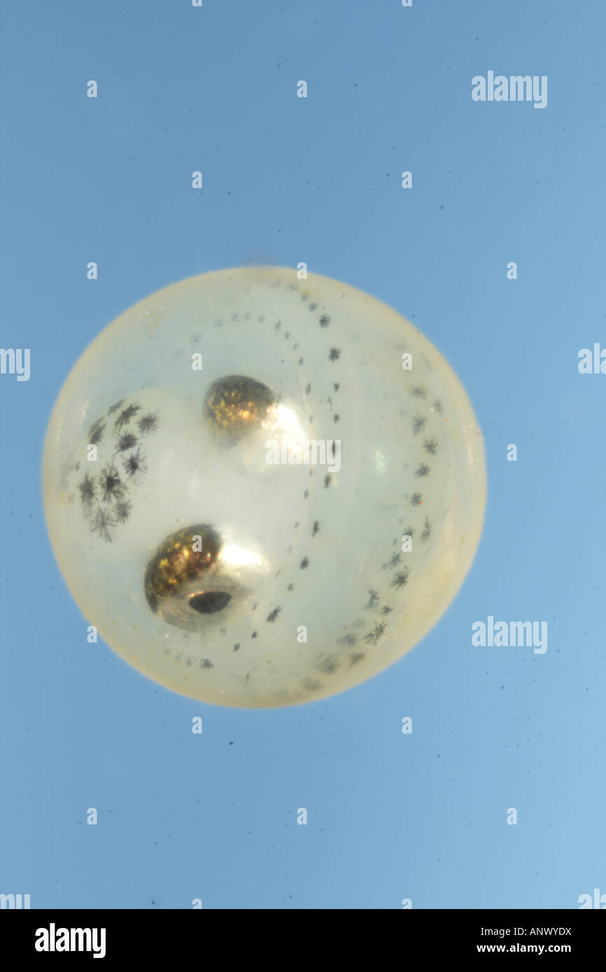 whitefish, lake whitefish (Coregonus spec.), emryo in the egg ...