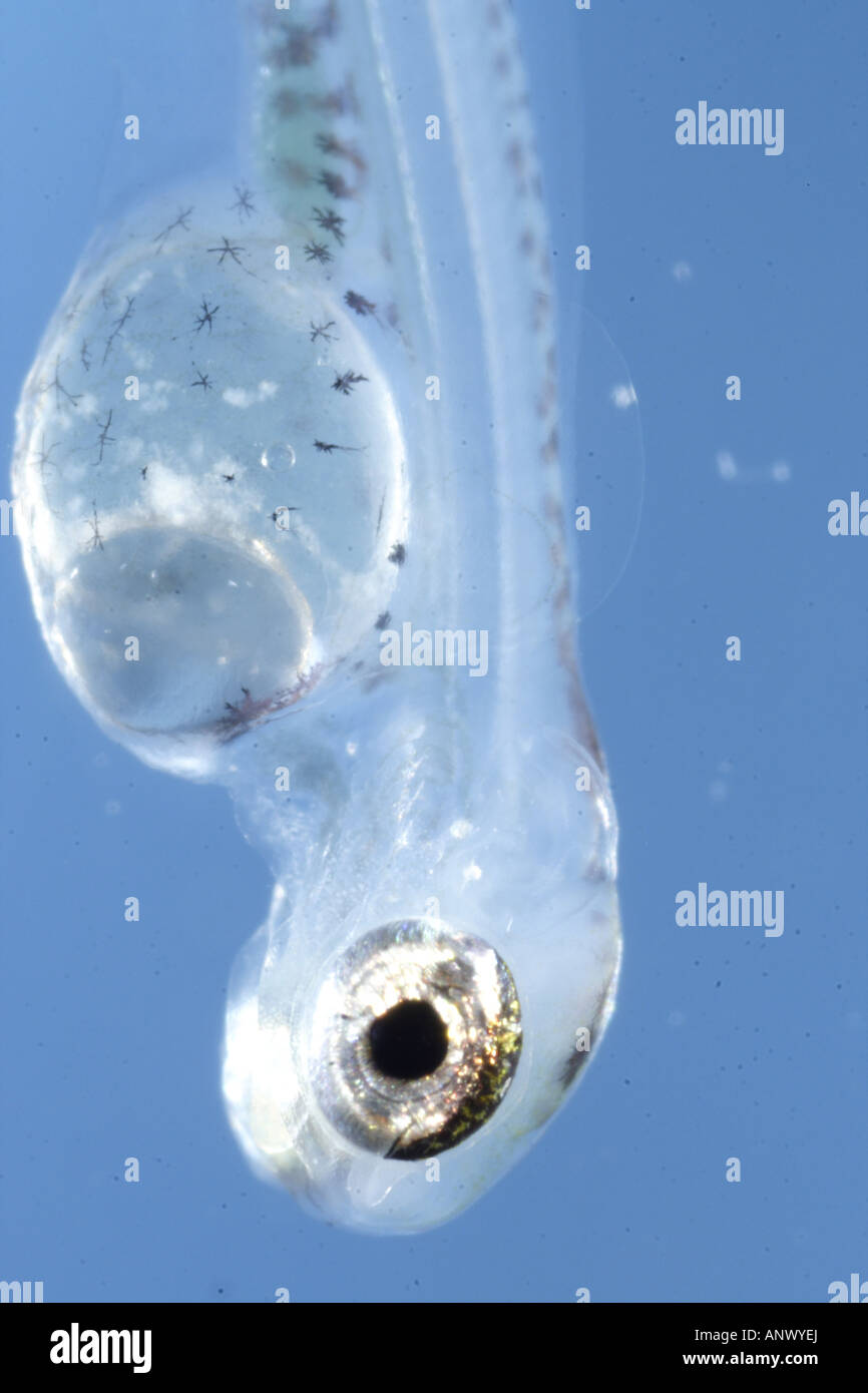 whitefish, lake whitefish (Coregonus spec.), larva immediatelly after ...