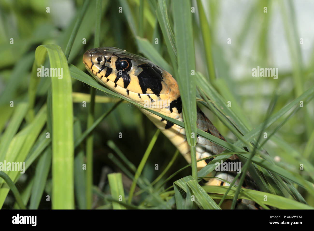 grass snake (Natrix natrix), portrait between grass, Germany, Bavaria ...