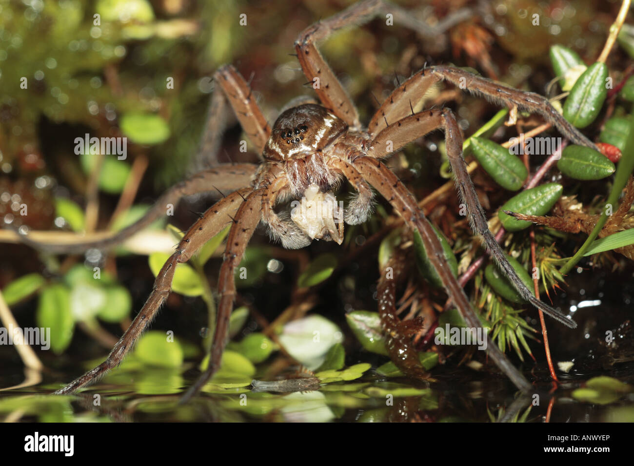 fen raft spider, great raft spider (Dolomedes plantarius), feeding on ...