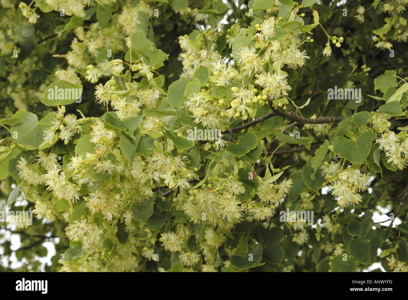 small-leaved lime, littleleaf linden, little-leaf linden (Tilia cordata ...