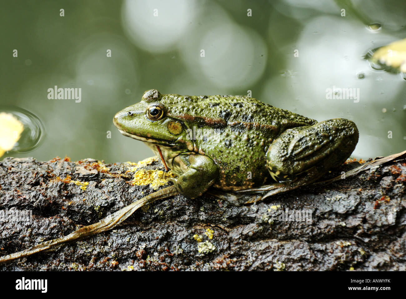 marsh frog, lake frog (Rana ridibunda), sunbathing on deadwood, Germany ...