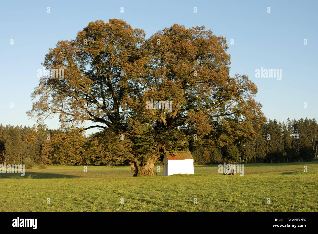small-leaved lime, littleleaf linden, little-leaf linden (Tilia cordata ...