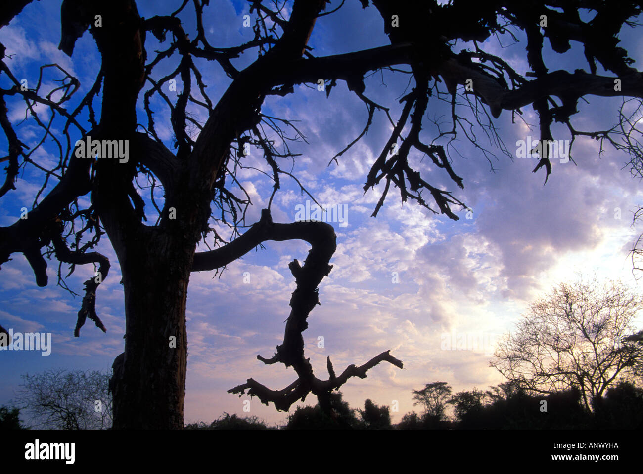 Africa, Ethiopia, Omo river region, Gnarled tree silhouetted by sunrise ...