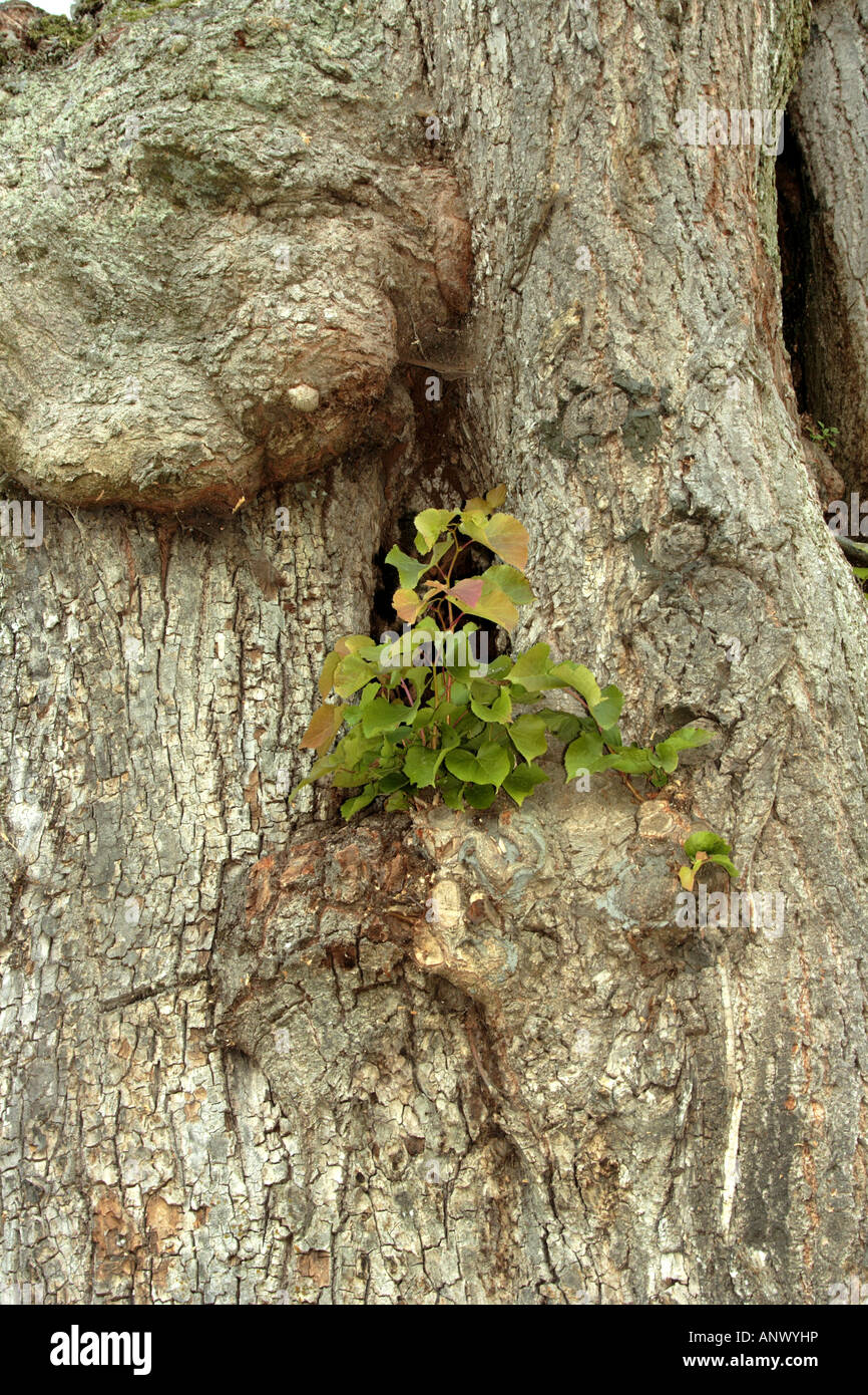small-leaved lime, littleleaf linden, little-leaf linden (Tilia cordata ...