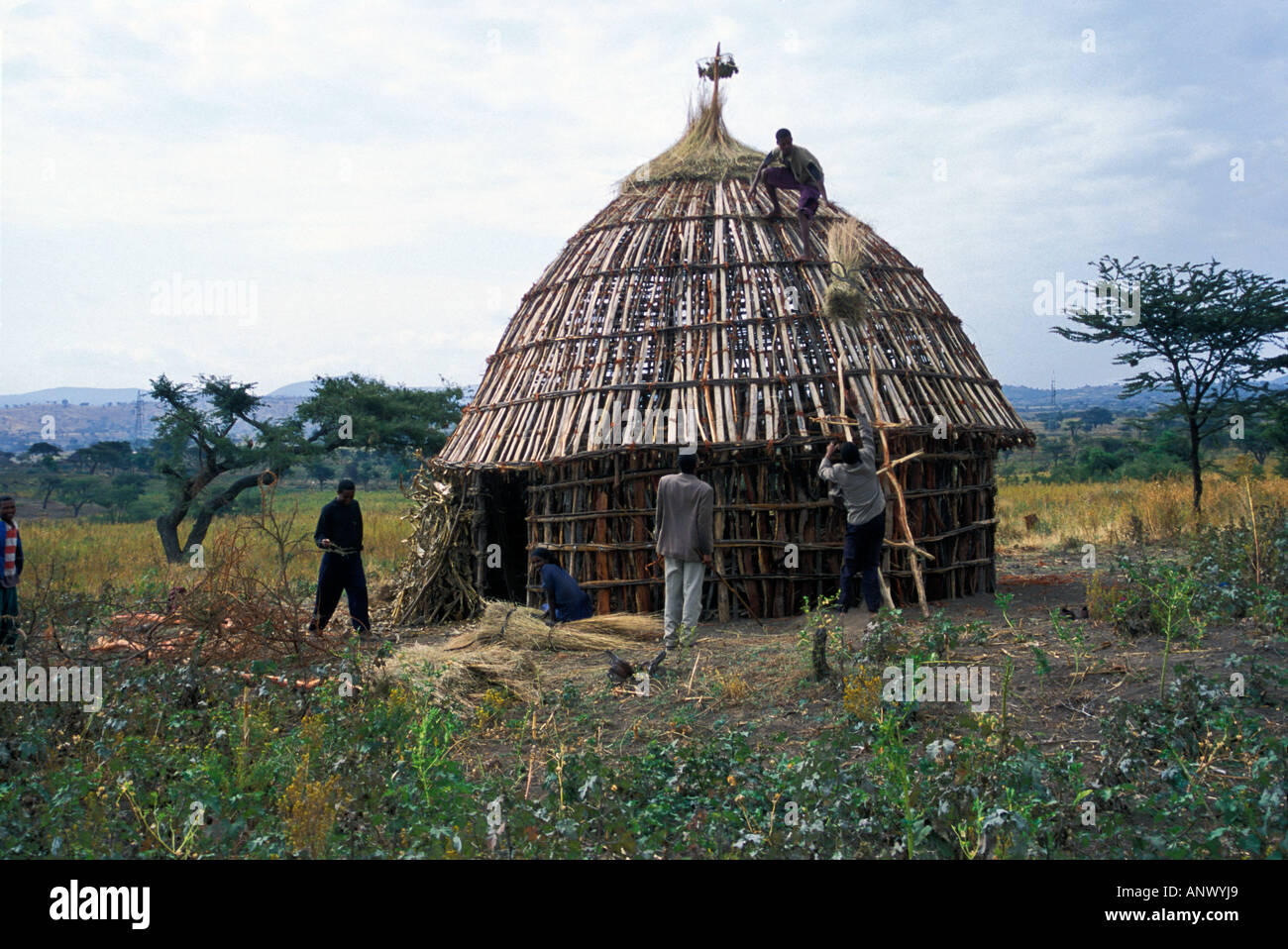 Africa, Ethiopia, Omo river region, Building a hut in the farmland ...