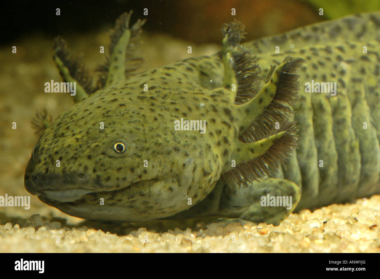 Axolotl ambystoma mexicanum underwater hi-res stock photography and ...