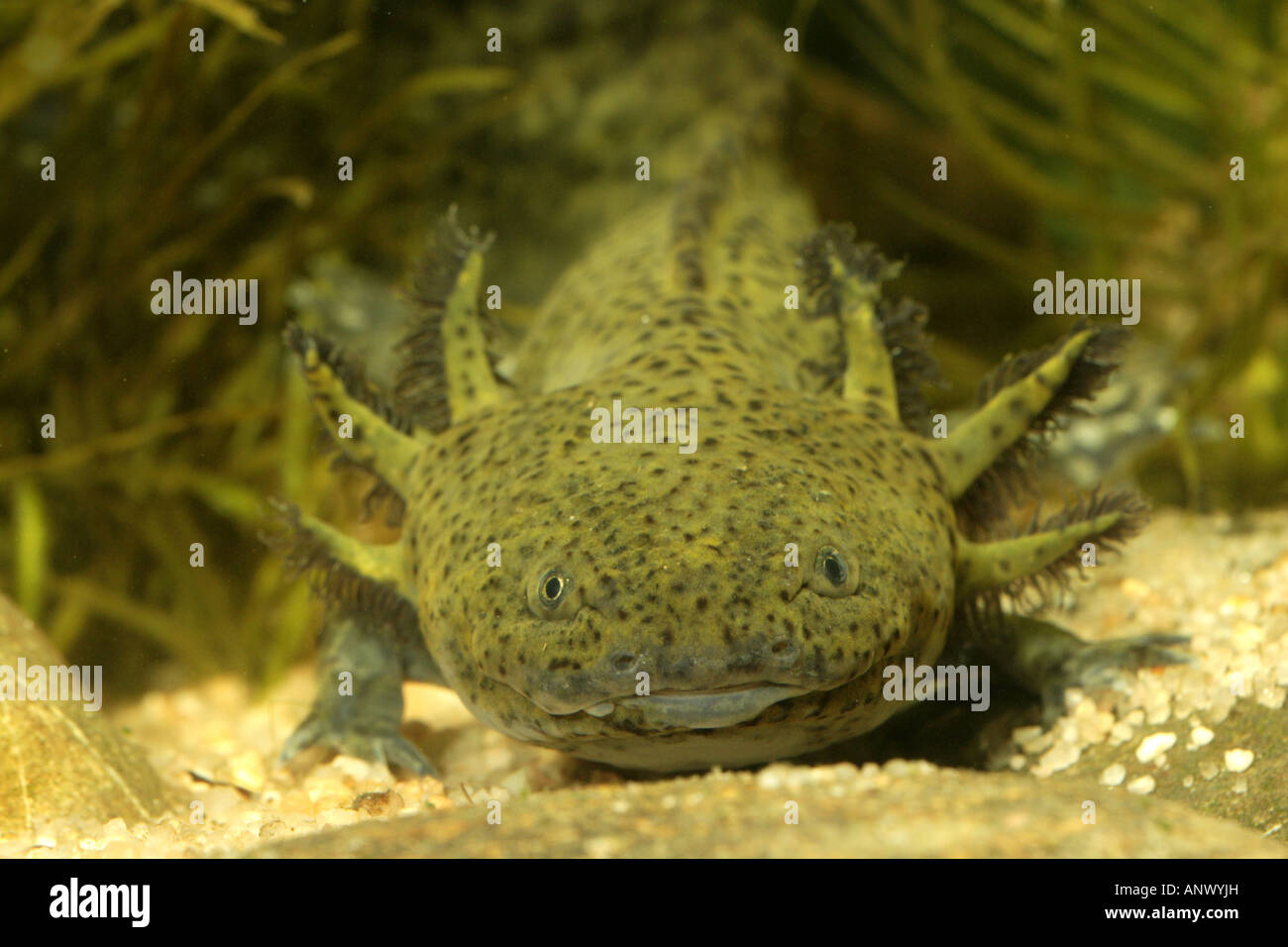 Ambystomatidae hi-res stock photography and images - Alamy