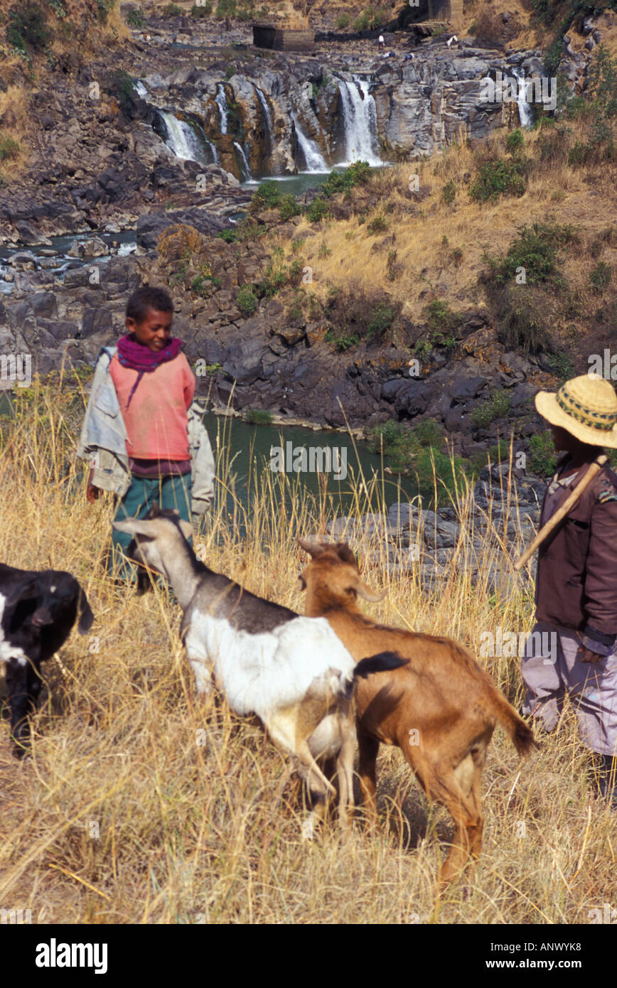Africa, Ethiopia, Boys herding goats along the Awash River, near the ...