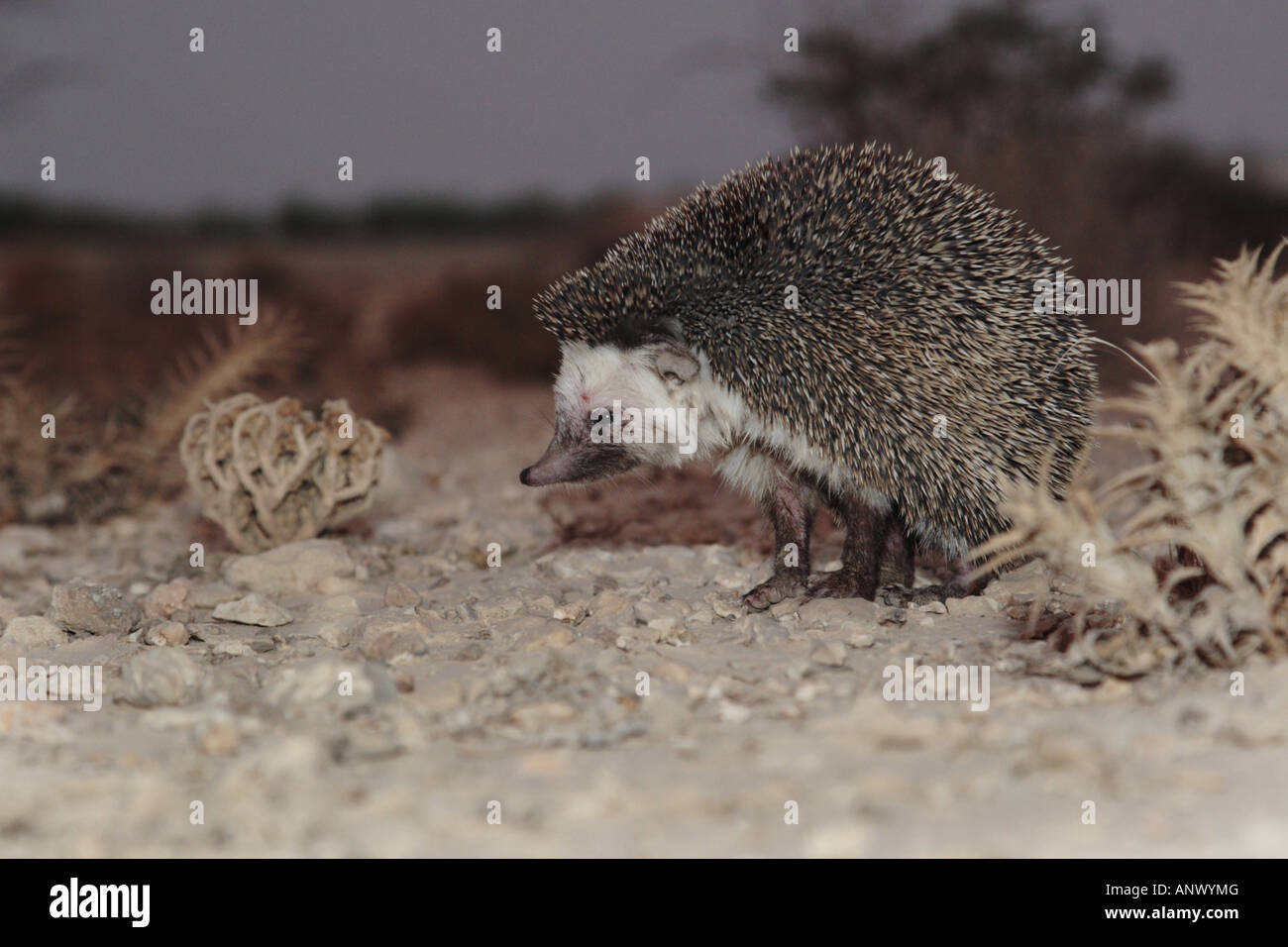 North African Desert Hedgehog (Paraechinus aethiopicus), in desert ...