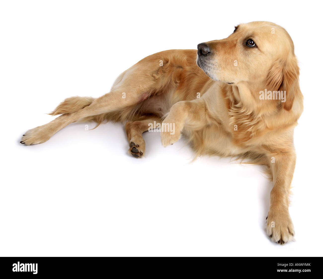 Golden Retriever (Canis lupus f. familiaris), giving paw in lateral ...