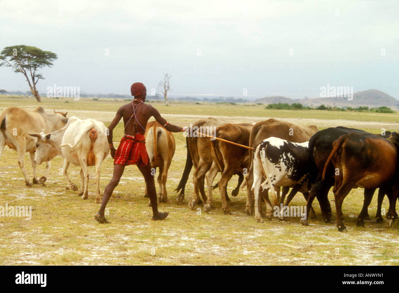 Maasai cattle hi-res stock photography and images - Alamy