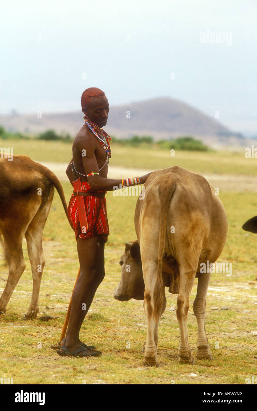 Maasai cattle hi-res stock photography and images - Alamy