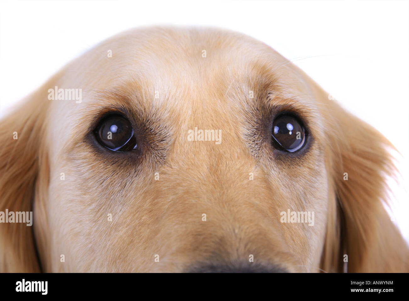 Golden Retriever (Canis lupus f. familiaris), dog eyes Stock Photo - Alamy