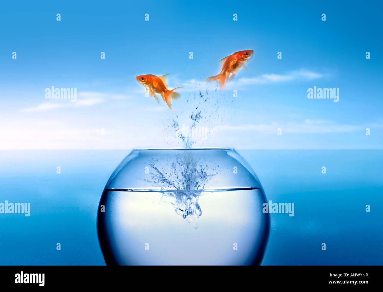 goldfish jumping out of the water Stock Photo - Alamy