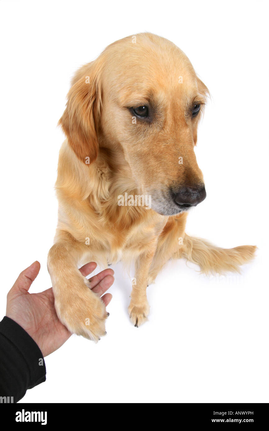 Golden Retriever (Canis lupus f. familiaris), shaking paw Stock Photo ...