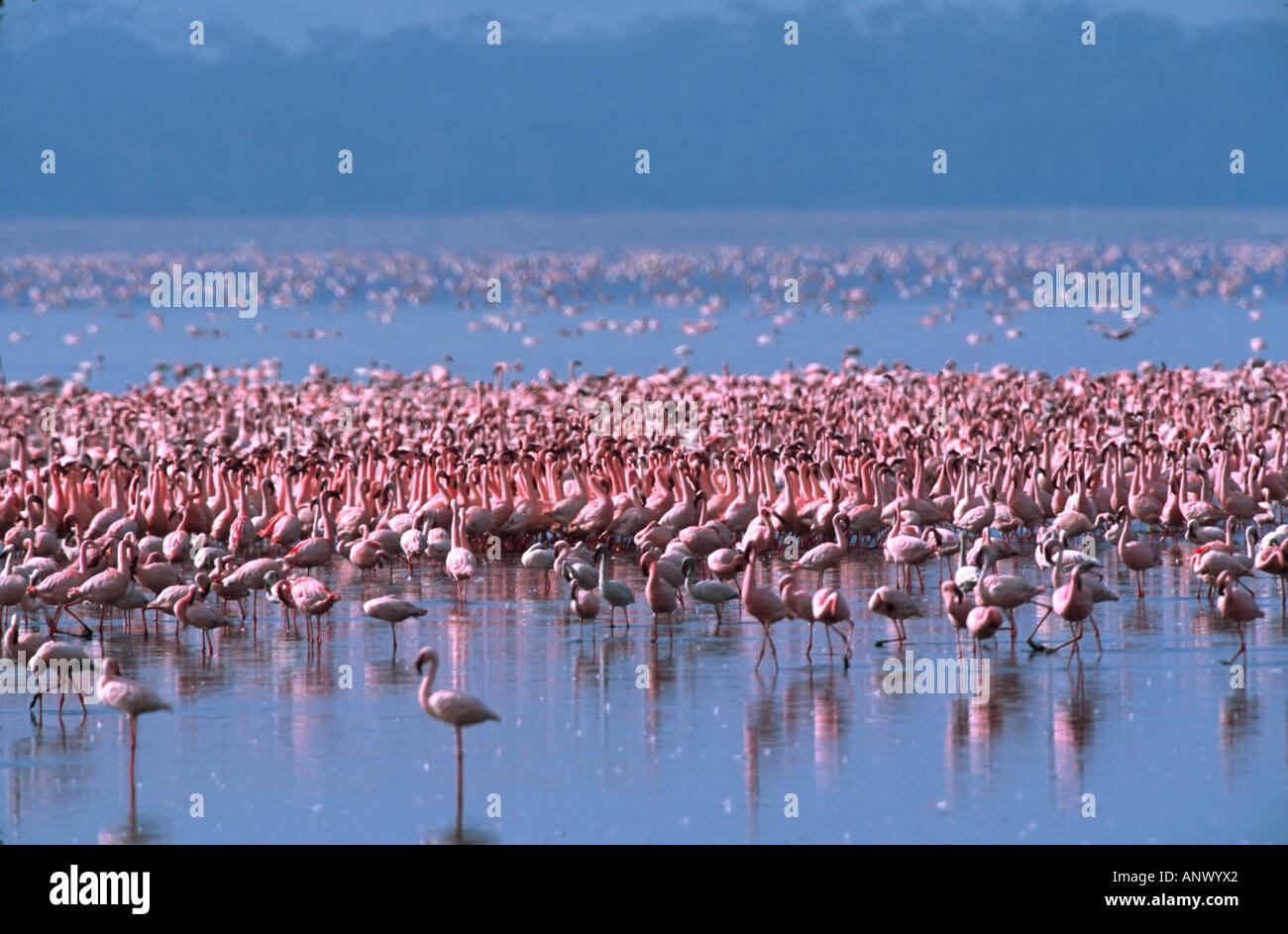 Tight group or flock of Lesser Flamingos (Phoeniconaias minor). Africa ...