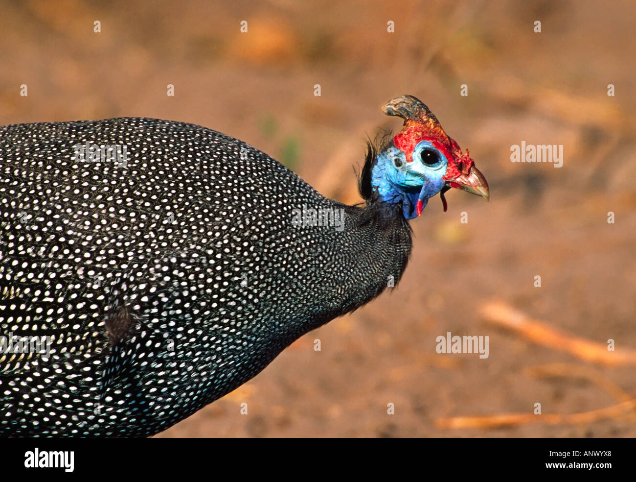 Helmeted Guinea Fowl (Numida meleagris). Africa, Kenya Stock Photo - Alamy
