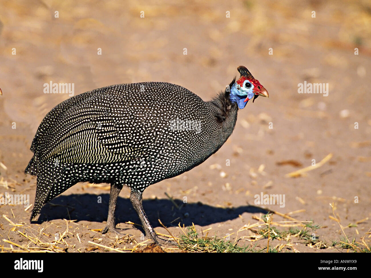 Helmeted Guinea Fowl (Numida meleagris). Africa; Kenya Stock Photo - Alamy