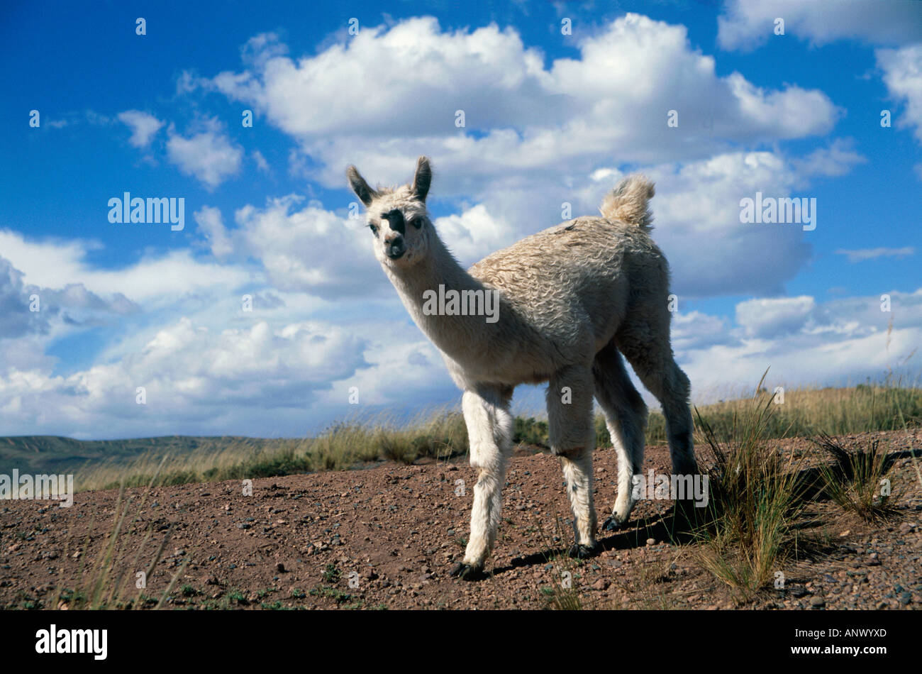 portrait of young lama andean highland altiplano bolivia Stock Photo ...
