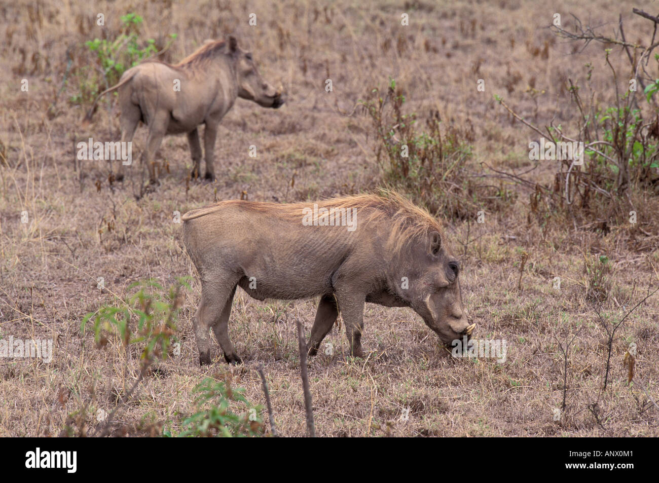 Africa, Kenya, Samburu National Park. Wart Hog (Phacochoerus ...