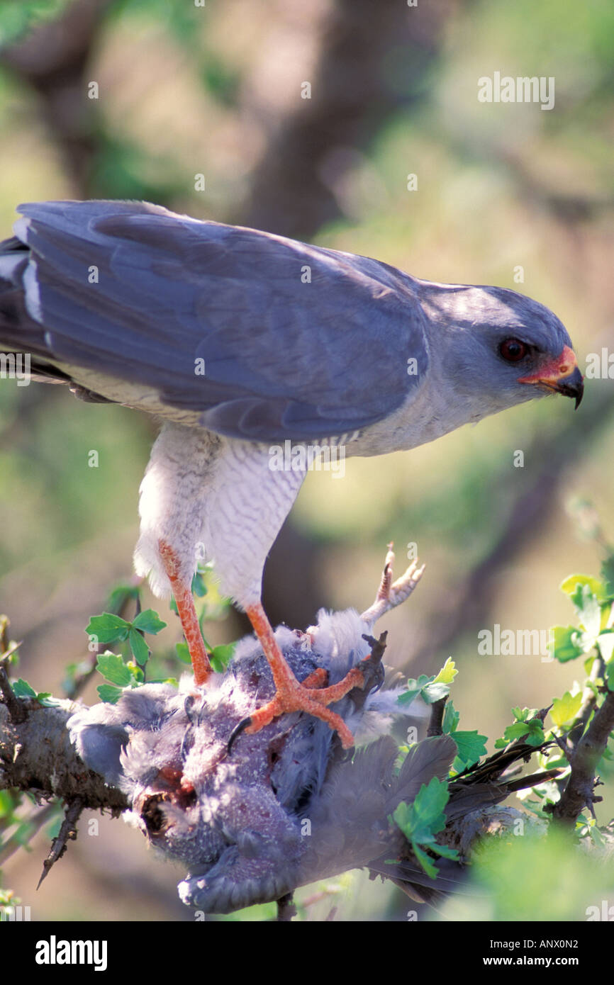 Gabar goshawk micronisus gabar hi-res stock photography and images - Alamy