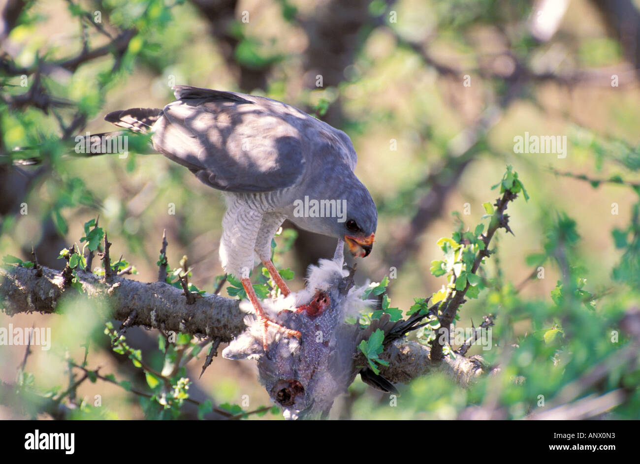 Gabar goshawk micronisus gabar hi-res stock photography and images - Alamy