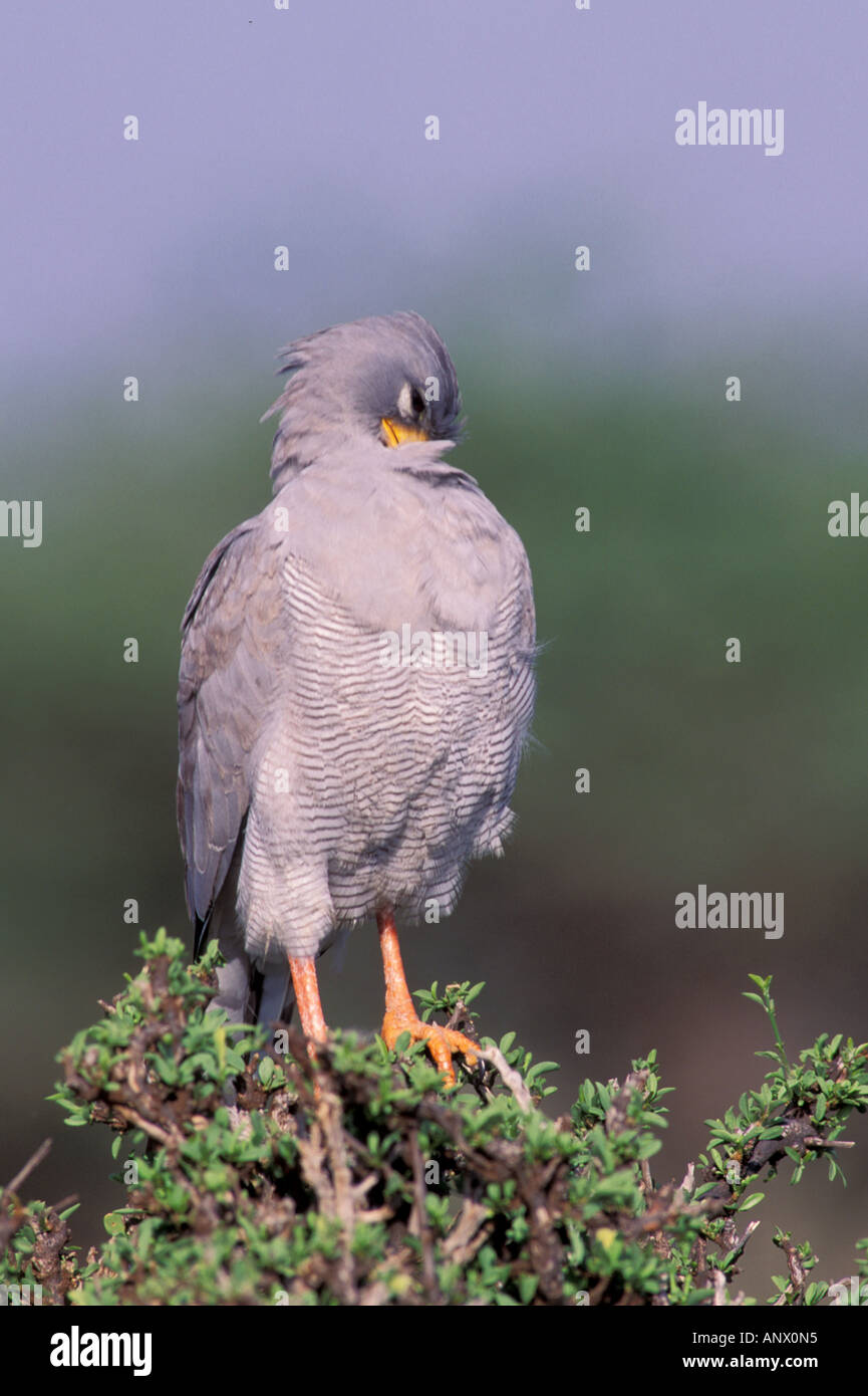 Ie goshawk hi-res stock photography and images - Alamy