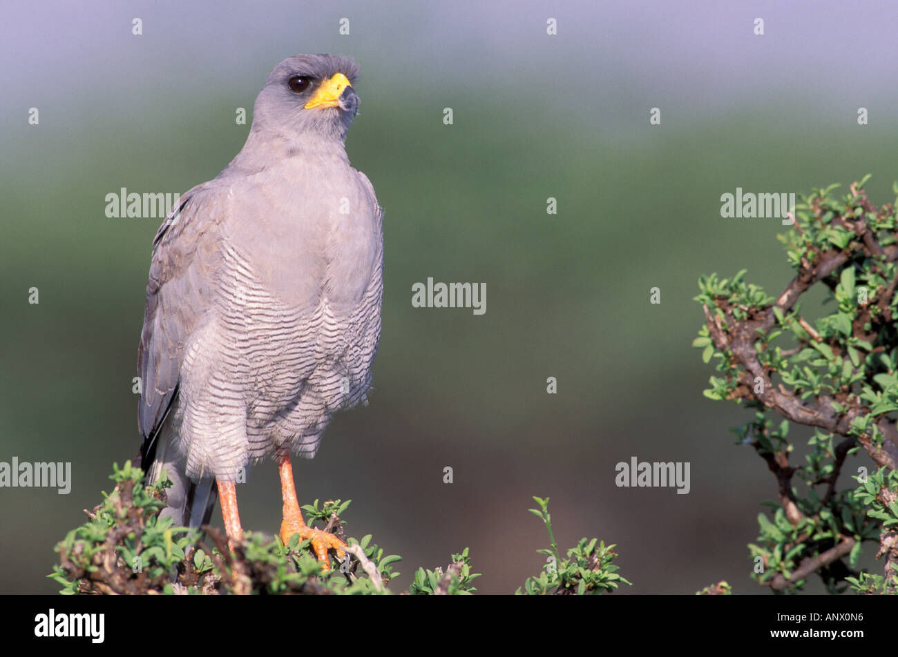 Gabar goshawk micronisus gabar hi-res stock photography and images - Alamy