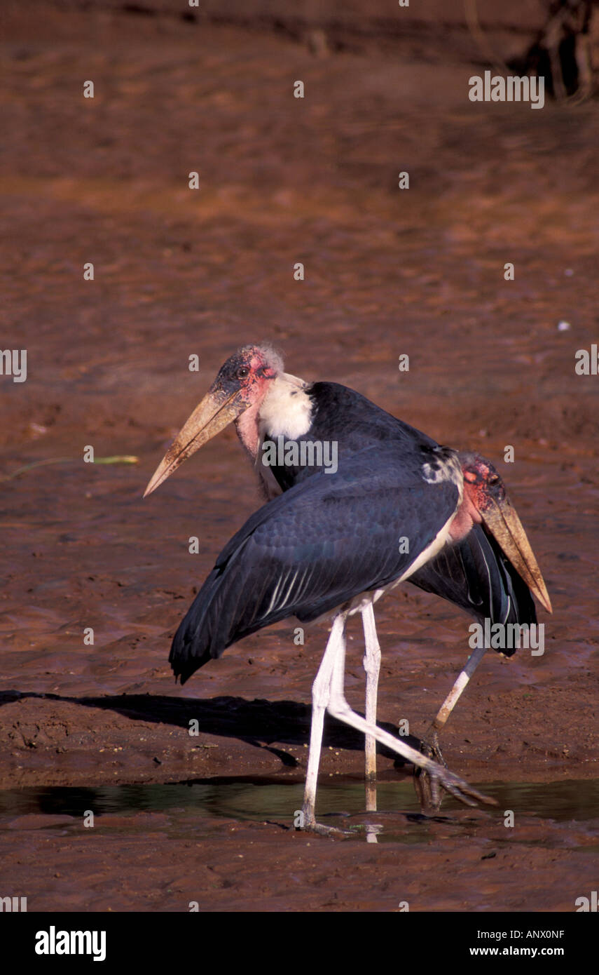Africa, Kenya, Masai Mara Game Reserve. Marabou Stork (Leptoptilos crumeniferus Stock Photo - Alamy