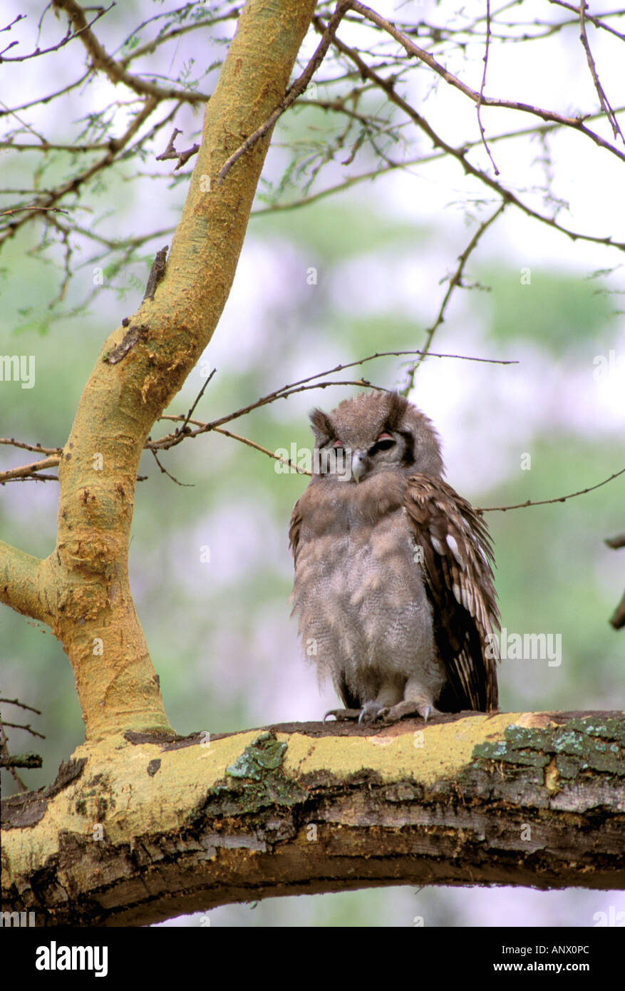 Africa, Kenya, Amboseli. African Eagle Owl ( bubo Africanus Stock Photo ...