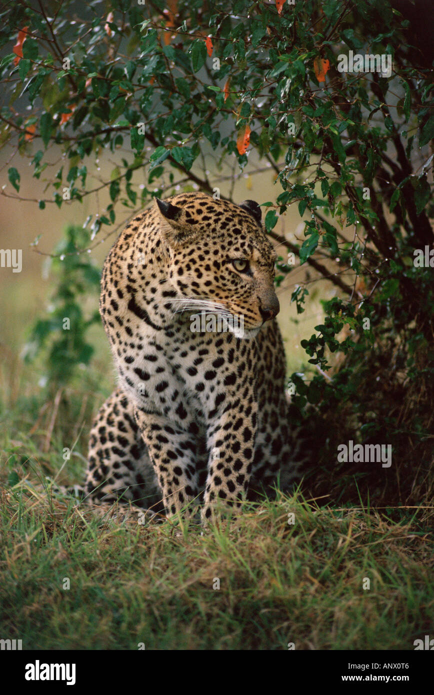 Kenya, Masai Mara, Leopard (Panthera pardus) under a tree during storm ...