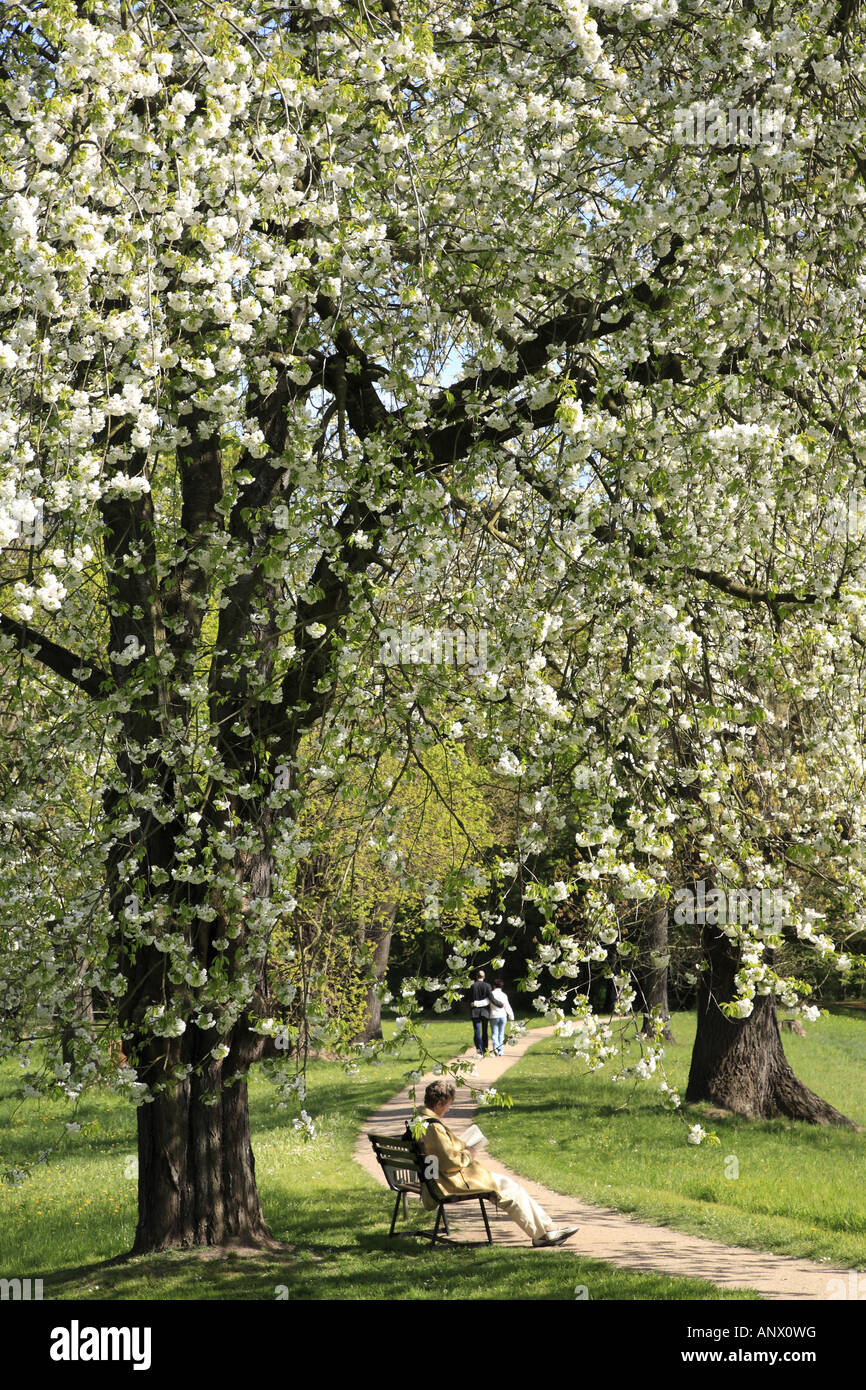 Woman sitting on park bench under wild cherry tree hi-res stock ...