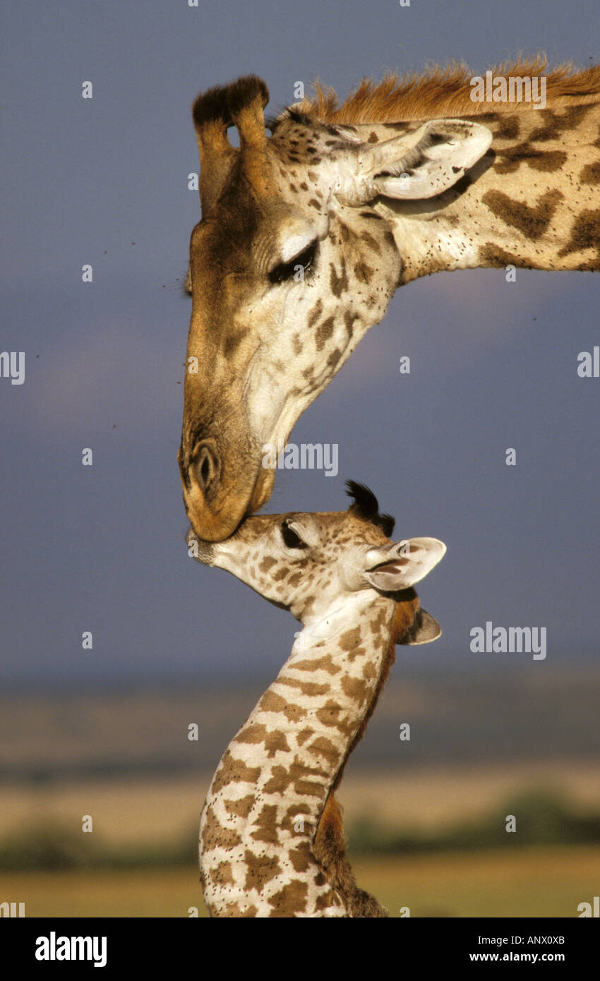 Young giraffe kiss hi-res stock photography and images - Alamy