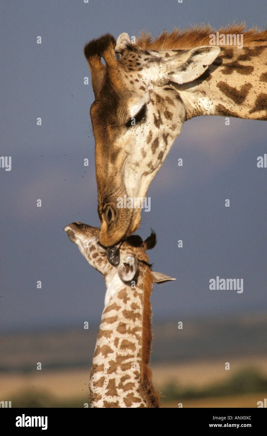 Young giraffe kiss hi-res stock photography and images - Alamy