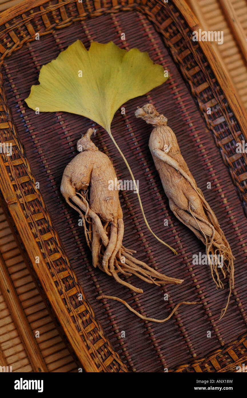 Ginseng the energy root with Ginkgo leaf Stock Photo - Alamy