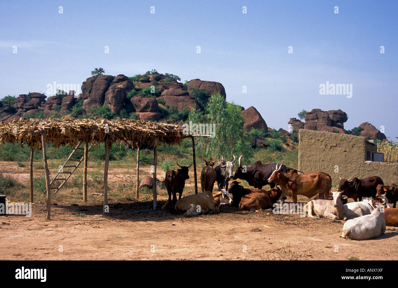 Mali agriculture cattle hi-res stock photography and images - Alamy