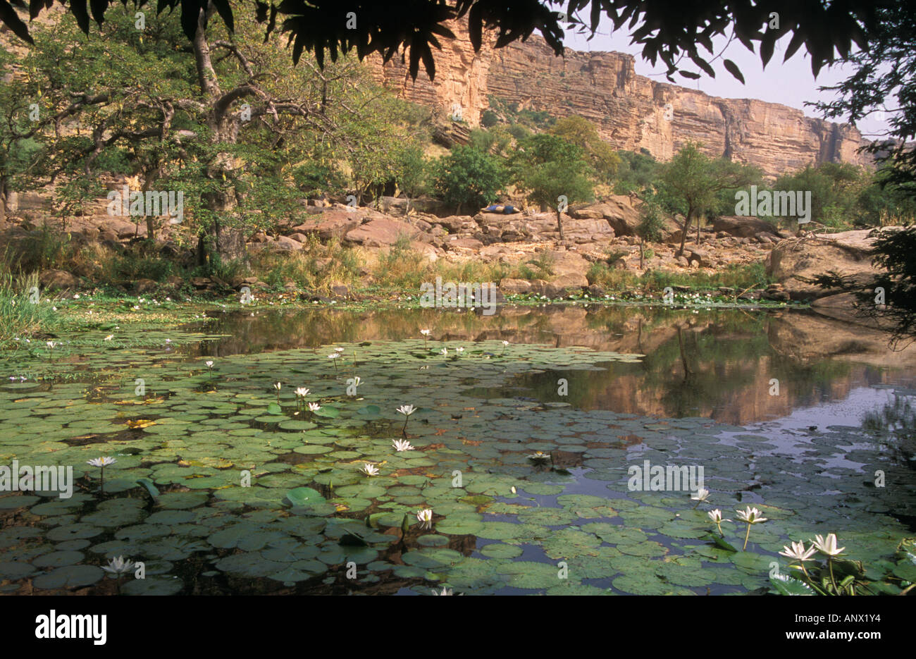 Lake covered in lily pads hi-res stock photography and images - Alamy