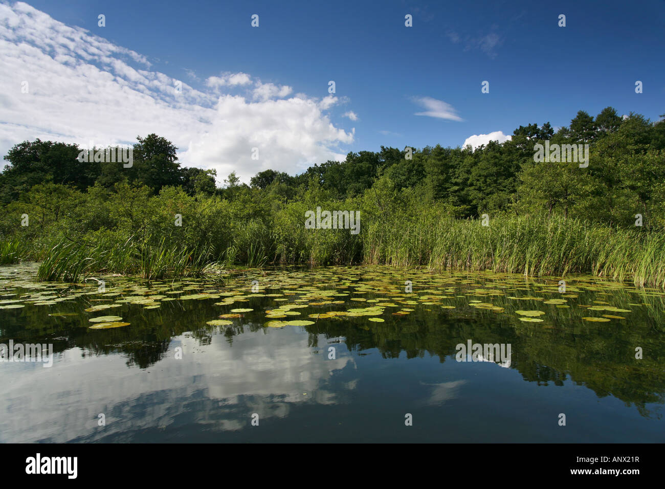 reed bank zone and floating leaf zone of the Schumellen Lake, Germany ...