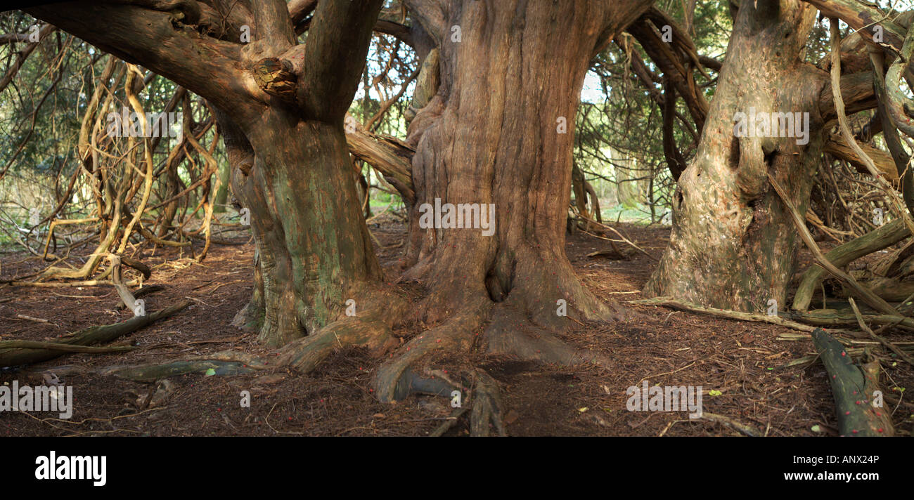 Ancient yew trees at Kingley Vale, West Sussex England Stock Photo - Alamy