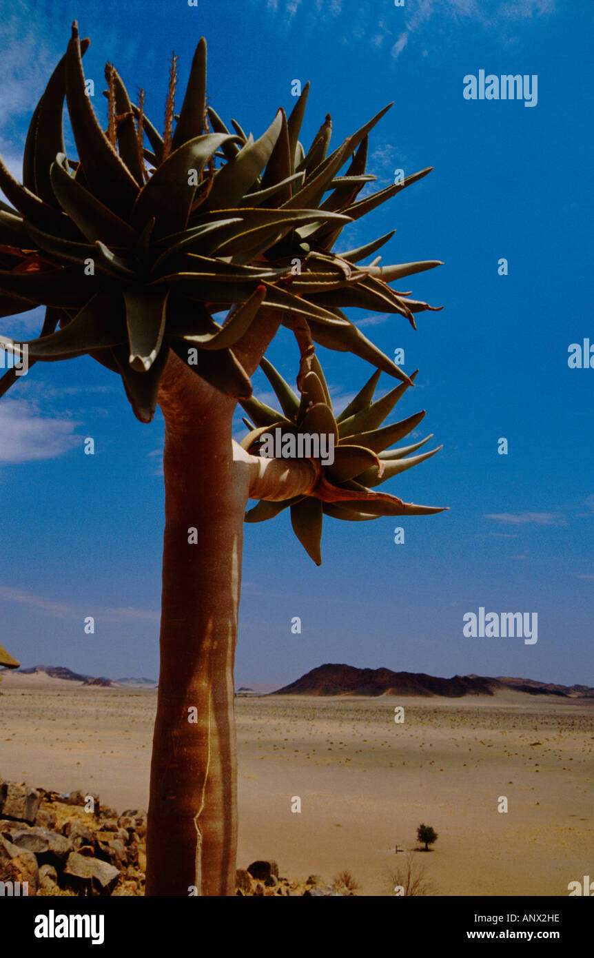 Giant quiver tree hi-res stock photography and images - Alamy