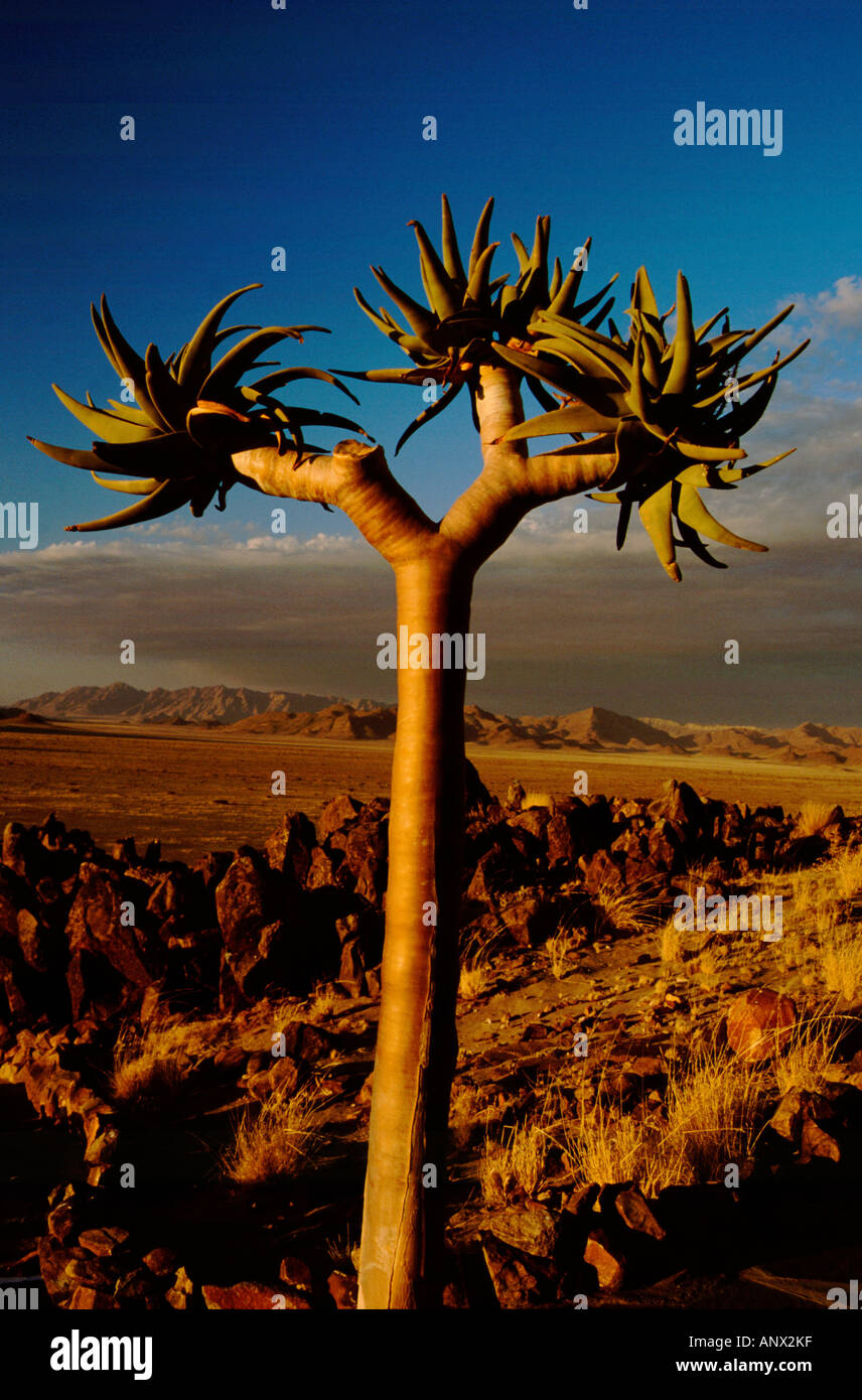 Giant quiver tree hi-res stock photography and images - Alamy