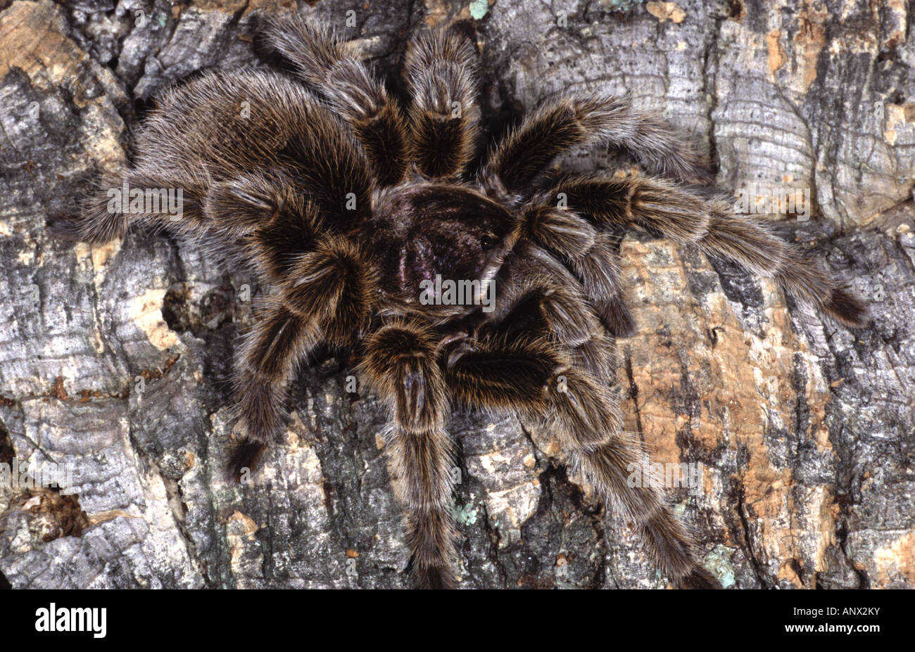 Chile Rose tarantula Grammostala rosea Stock Photo - Alamy