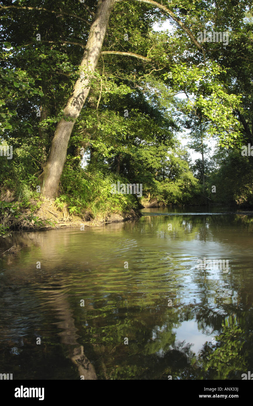 common alder, black alder, European alder (Alnus glutinosa), single ...