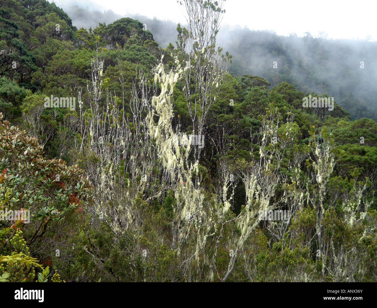 Rainforest forest tree trees papua new guinea hi-res stock photography ...