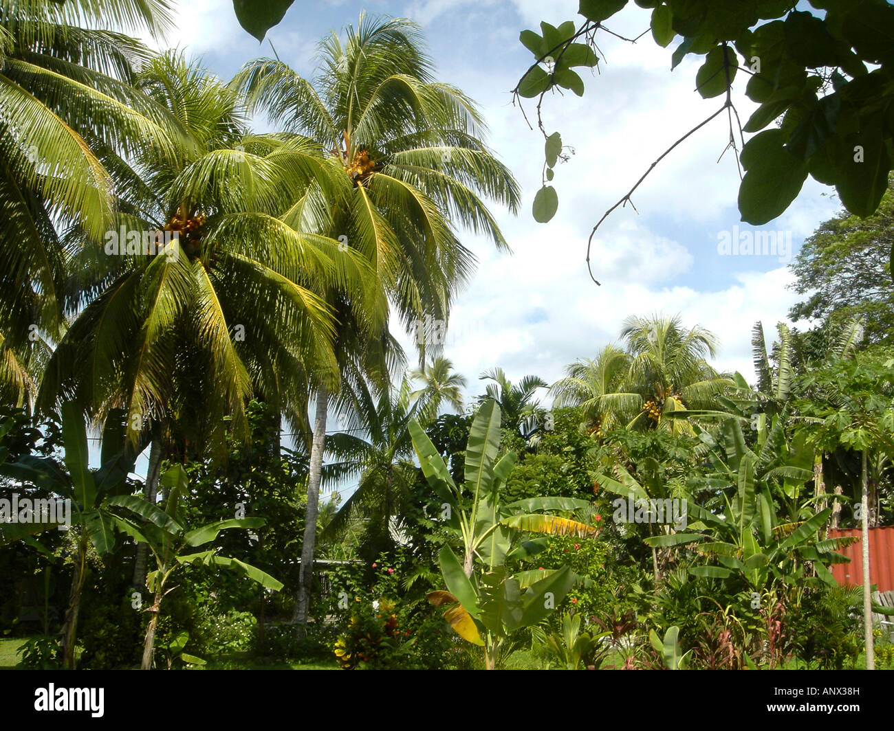 plant diversity in rainforest, Papua New Guinea Stock Photo - Alamy