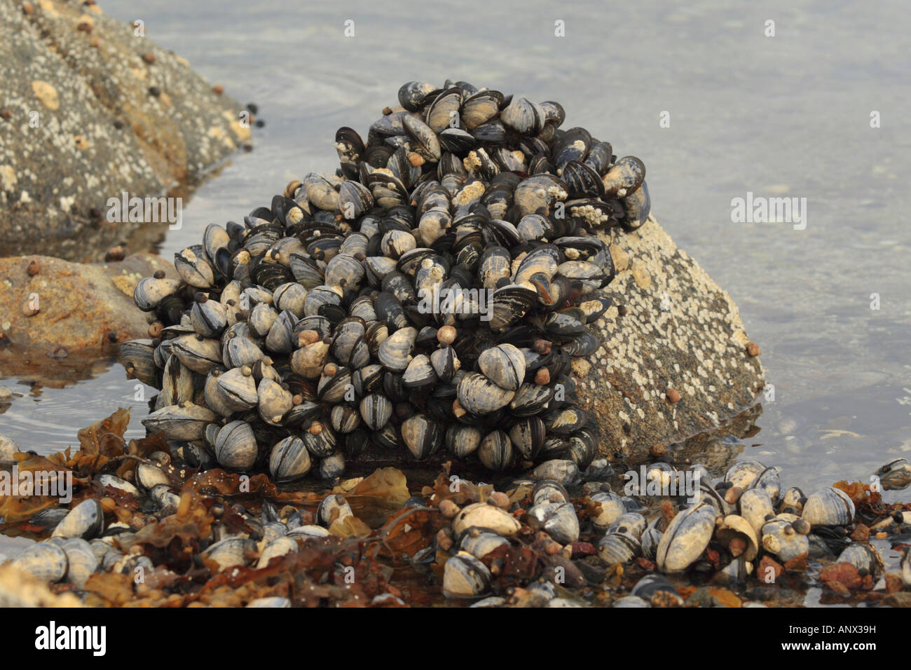 Mollusks tide hi-res stock photography and images - Alamy