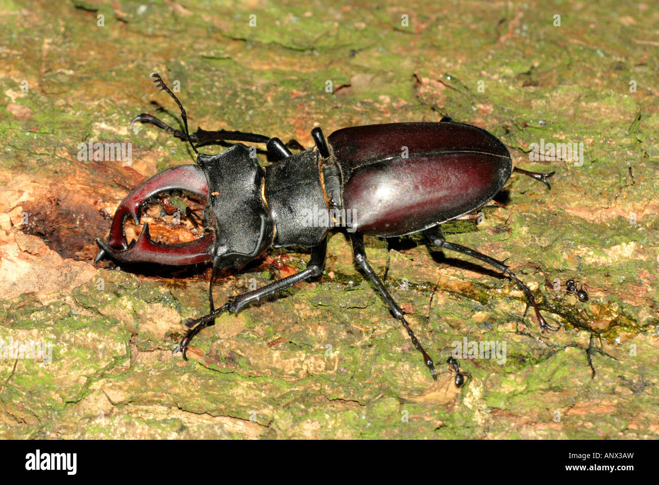 stag beetle, European stag beetle (Lucanus cervus), big male drinking ...