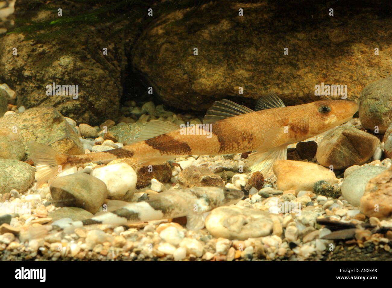 Streber hi-res stock photography and images - Alamy